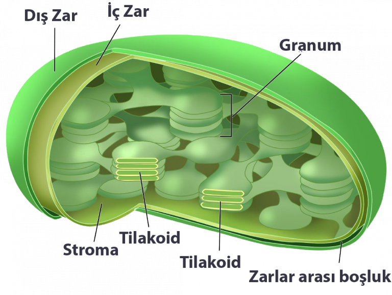 Plastitler (Kloroplastlar, Kromoplast, Lökoplast) Nedir? (Yapısı ve ...