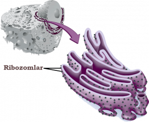 Ribozom Nedir? (Yapısı ve Görevleri) - Ogreniyo.com