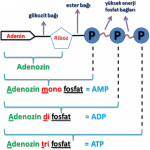 ATP (Adenozin trifosfat) Nedir? (Yapısı ve Özellikleri) - Ogreniyo.com